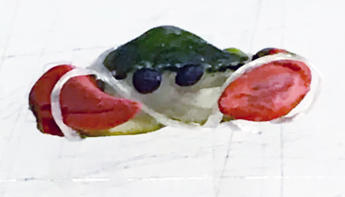 Dolls House Miniature Shell Fish And Crabs